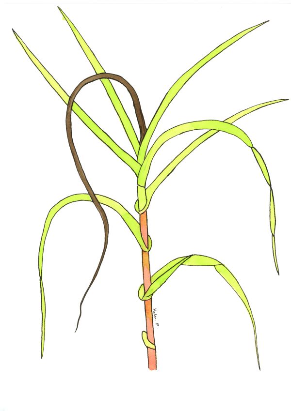 Sugarcane Plant Diagram