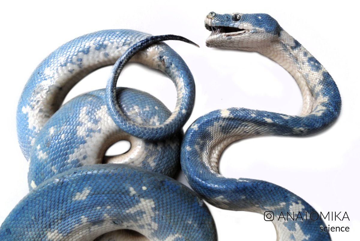 Kairo's Threads – Thread Reader App