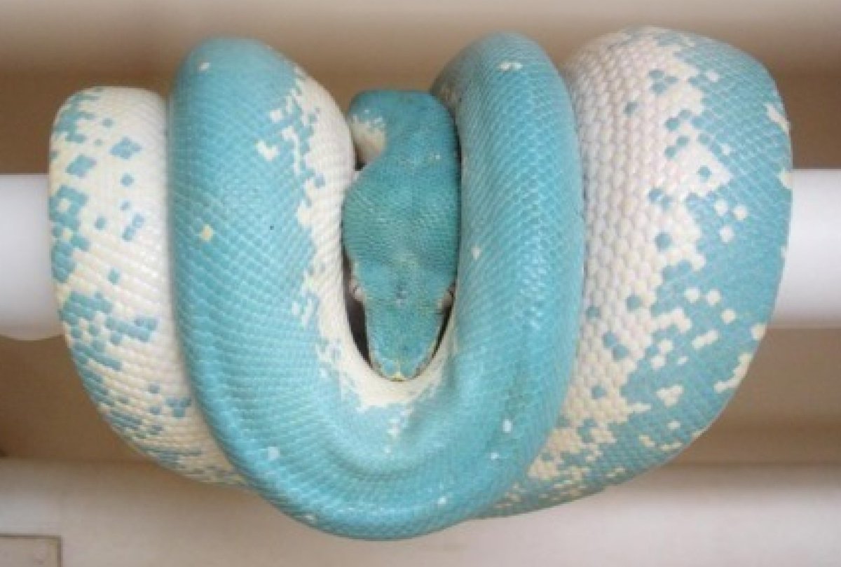 Thread by @Kairo_Anatomika on Thread Reader App – Thread Reader App