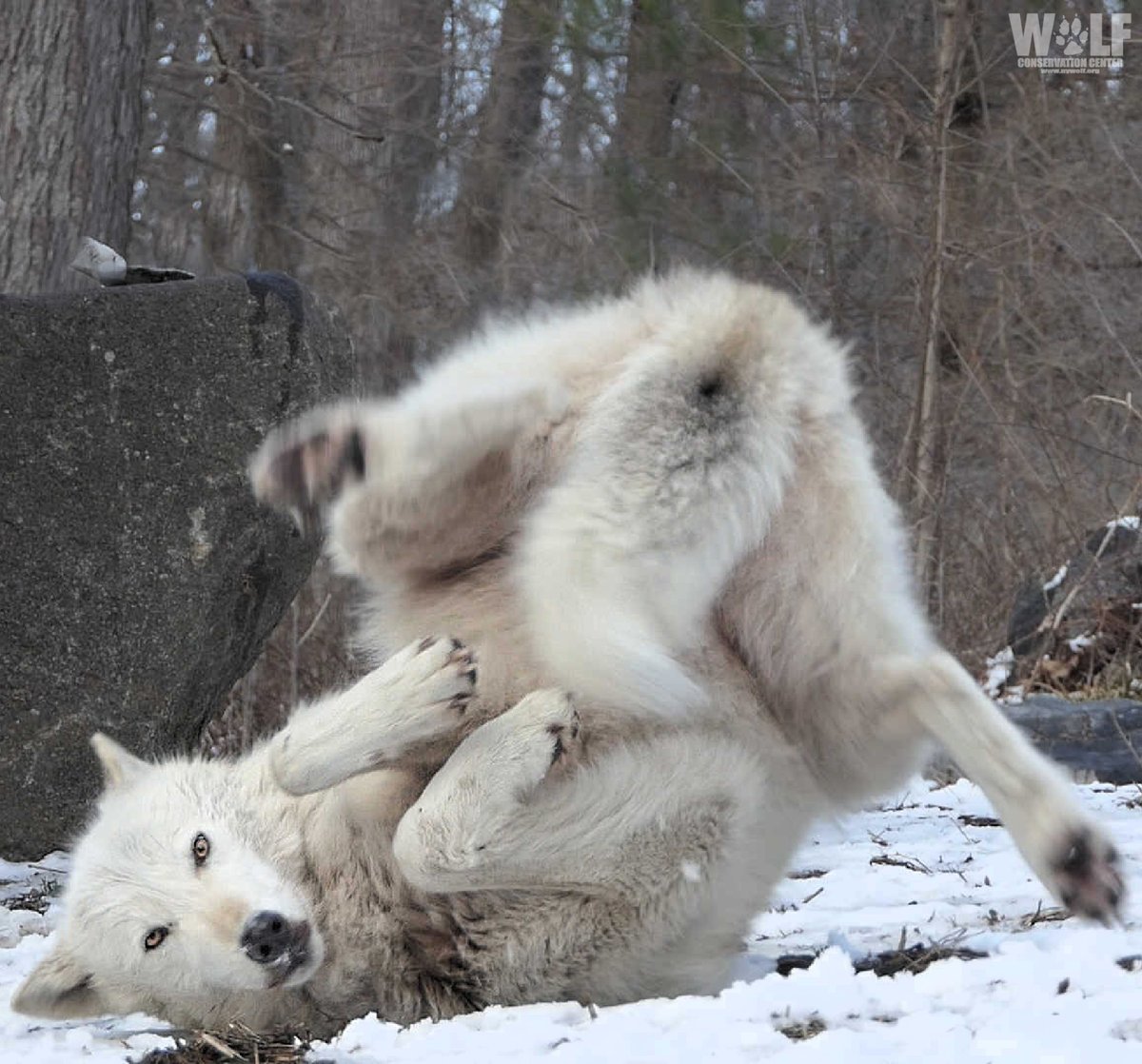 Wolf Rolling Over