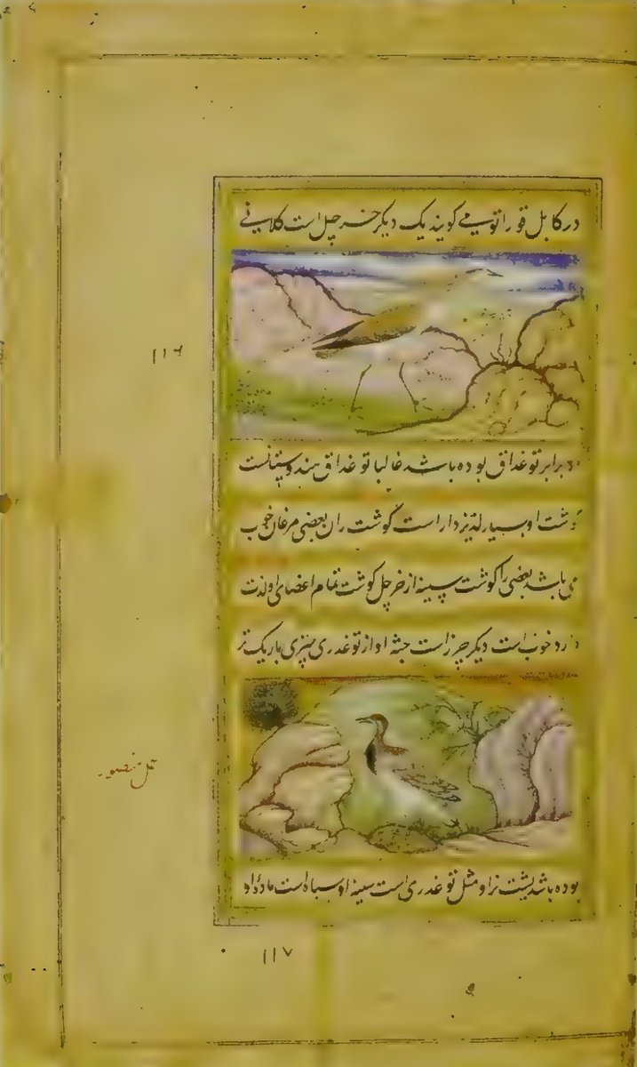 It is the National Bird Day today. So we're not talking about the ...