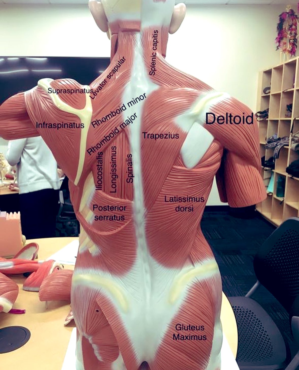 Upper Back Anatomy Muscles How To Correct Your Posture To Release