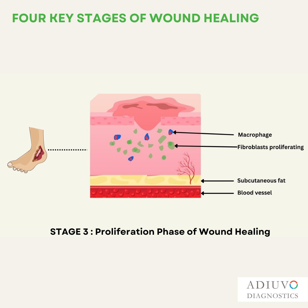 Proliferation Phase The Science Behind TKa DiviTum® TKa