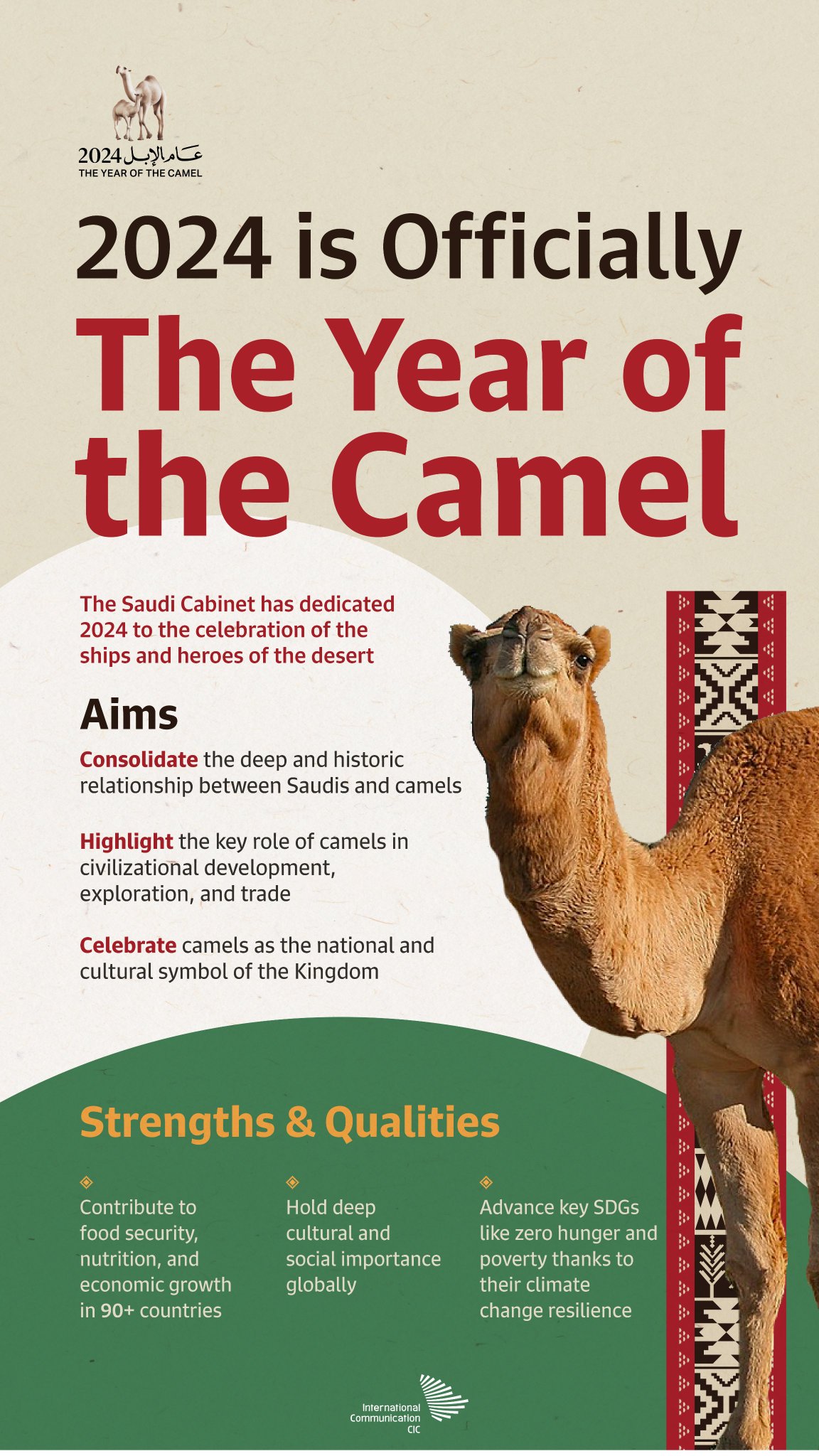 Saudi Arabia Food Camels Camels Seen During King Abdulaziz Camel