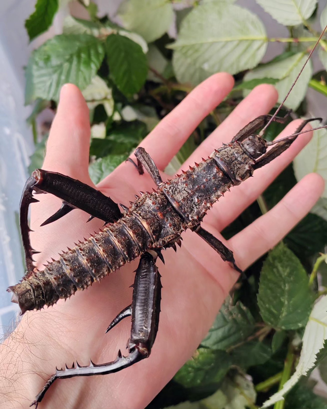 Giant Walking Stick Giant Prickly Stick Insect Extatosoma Tiaratum