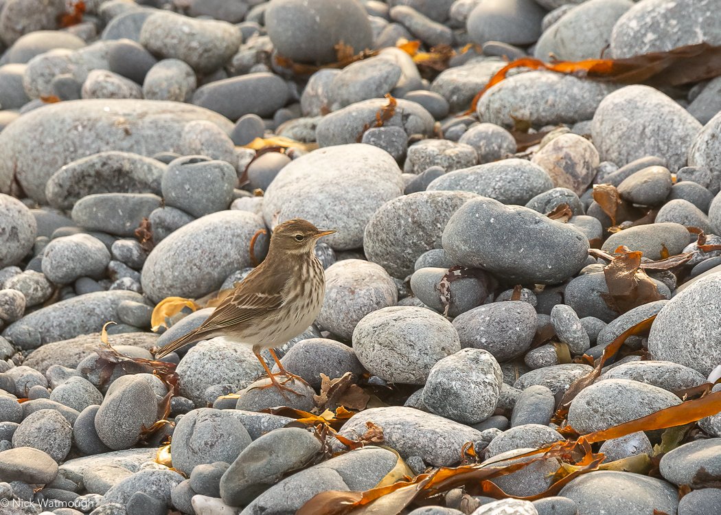 Tuesday 30th August 2022 - Cornwall Birds (CBWPS)