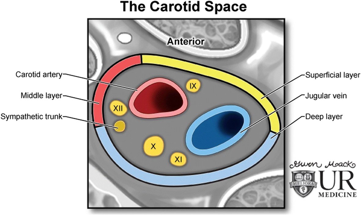 Imaging Quick Tips & Tricks for Cranial Neuropathies 🧠 A neuroimaging 🧵 ...