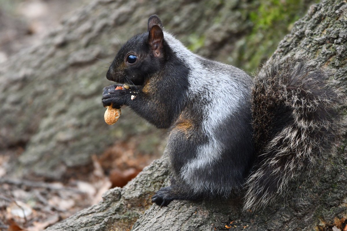 Tricolor Squirrel, Central Park NYC - Democratic Underground Forums