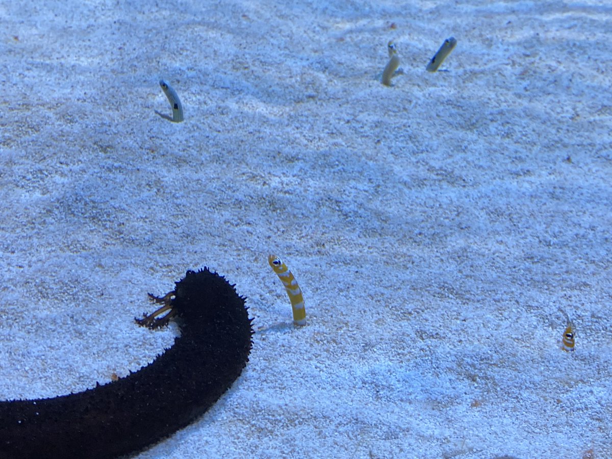 桜有明(@sakura_ariake) - Twilog