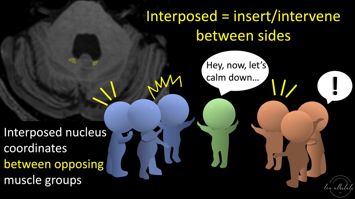 1/Your baby’s all grown up! Cerebellum may mean “little cerebrum” but ...