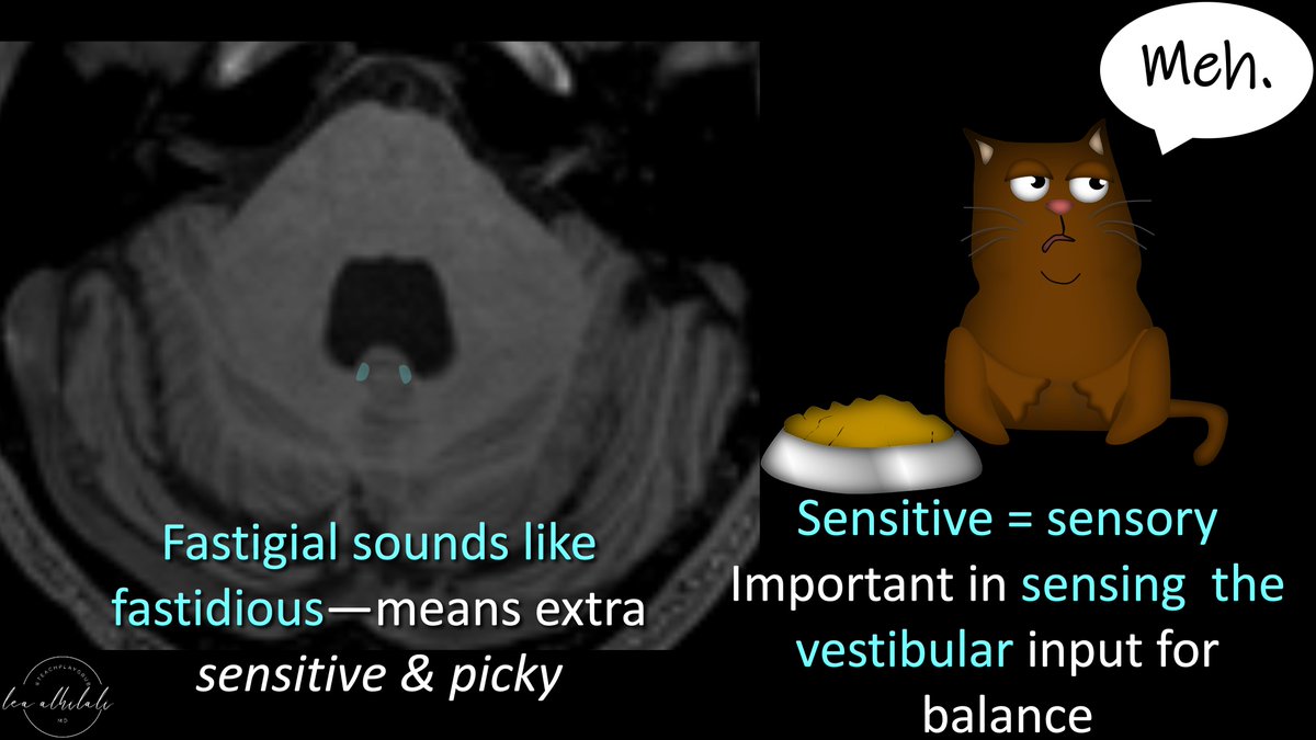 1/Your baby’s all grown up! Cerebellum may mean “little cerebrum” but ...