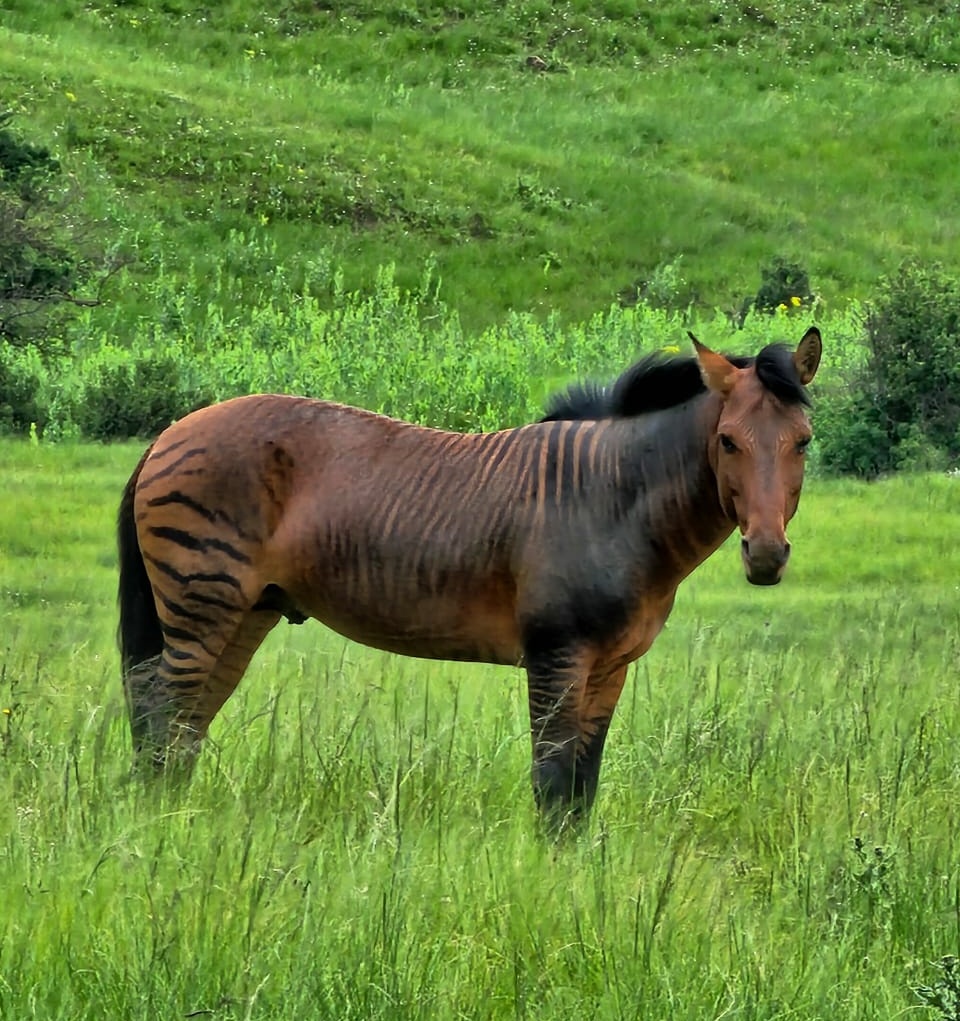 Zebra Horse Mix Zonkeys, Ligers: The Sad Truth About Animal Hybrids.