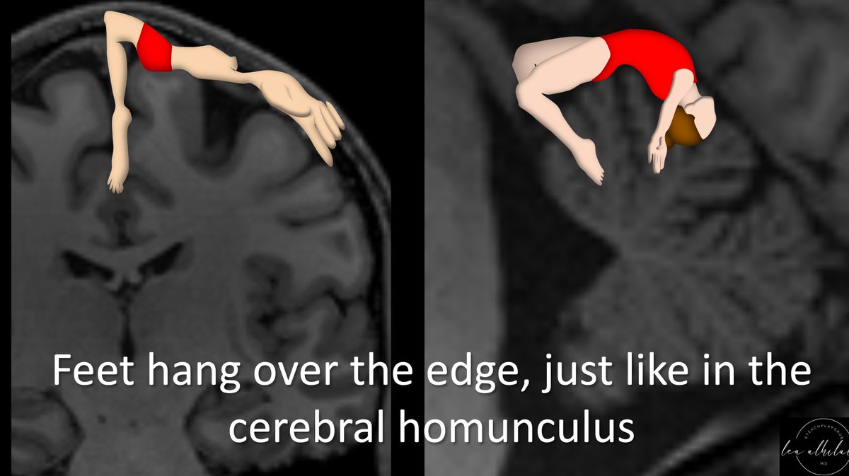 1/Your baby’s all grown up! Cerebellum may mean “little cerebrum” but ...