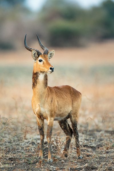 Eran Efrat's Threads – Thread Reader App