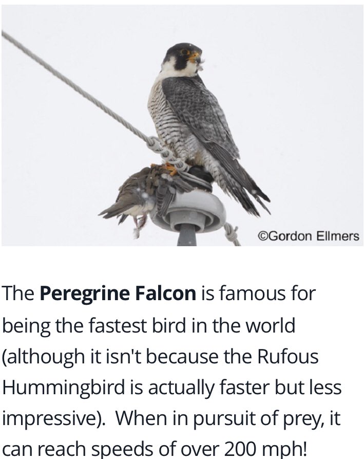 Peregrine Memes Peregrine Falcon Reporting: With The Arrival Of Spring