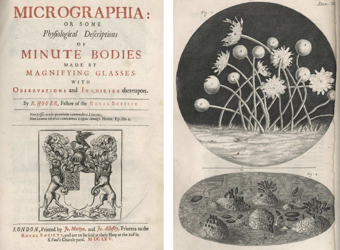 Micrographia Hooke Hooke's Microscope | Lens On Leeuwenhoek