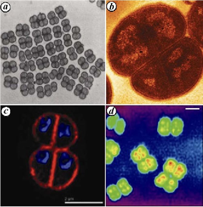 Amazing DNA Repair Deinococcus radiodurans is a bacteria that can ...