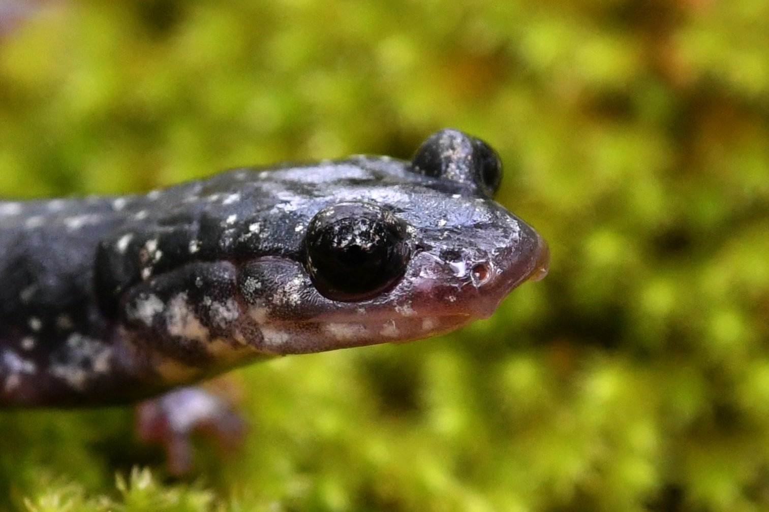 Plethodontidae Nasolabial Groove Salamanders | Oregon Department Of