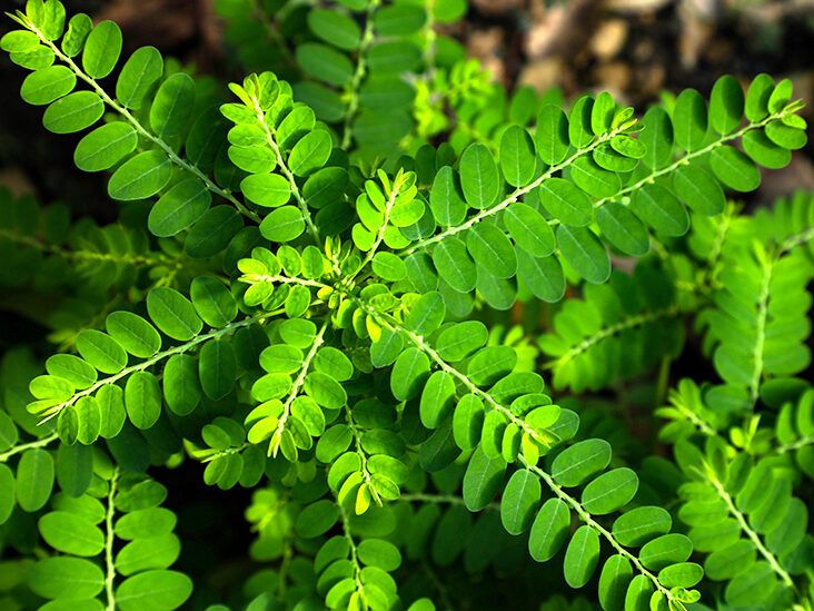 PHYLLANTHUS(EYIN OLOBE) Phyllanthus is a genus of flowering plant used ...