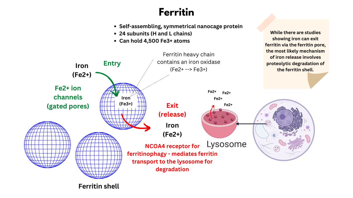 1/2 FERRITINOPHAGY Ferritin is a hollow, symmetrical, nanoparticle that ...