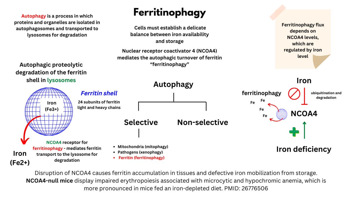 1/2 FERRITINOPHAGY Ferritin is a hollow, symmetrical, nanoparticle that ...