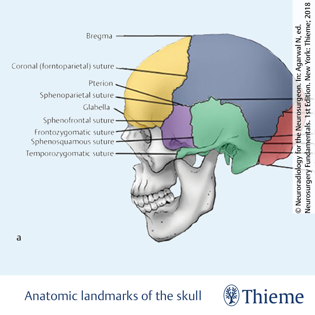 Sphenosquamosal Suture