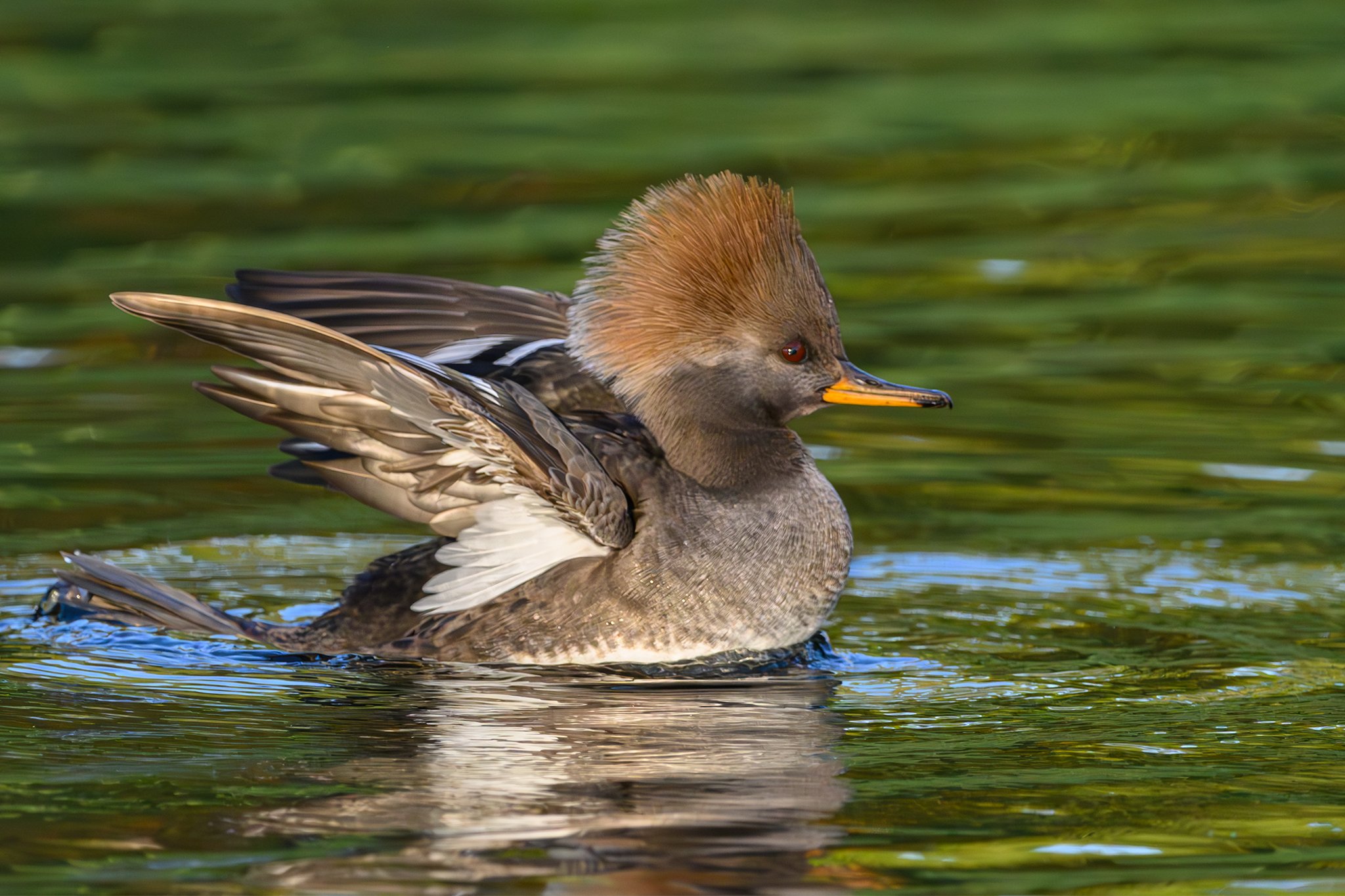 Hen Hooded Merganser