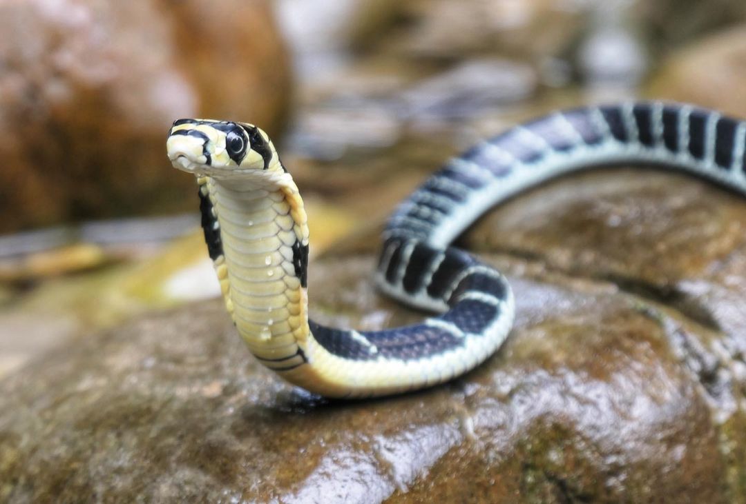 Baby Albino King Cobra Cobra | San Diego Zoo Animals & Plants