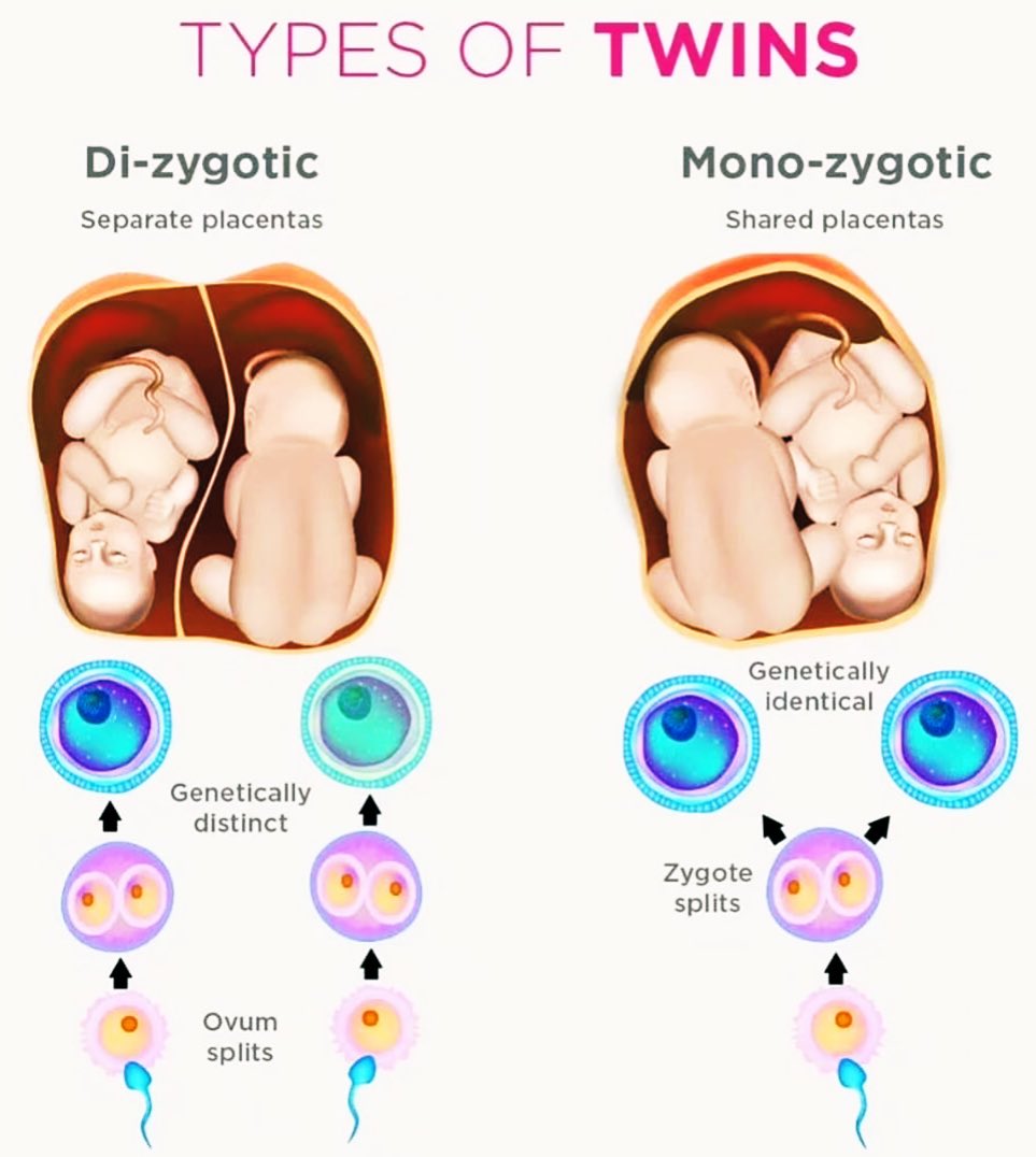 Monozygotic