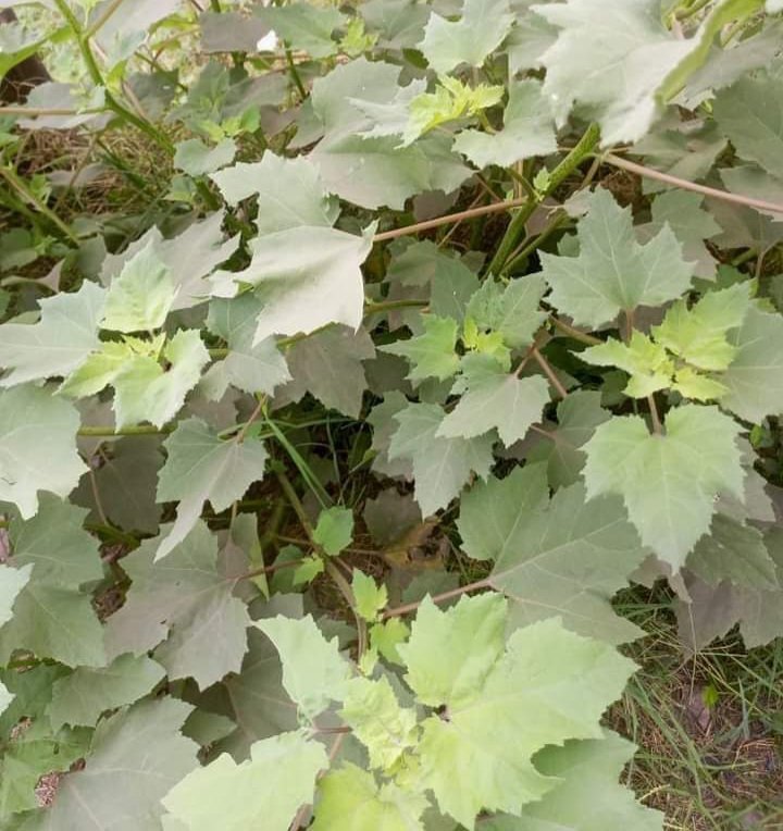 HAYA MAJANI DAWA KUBWA Sijui kwenu mnayaitaje nimekuwekea picha. Sisi ...