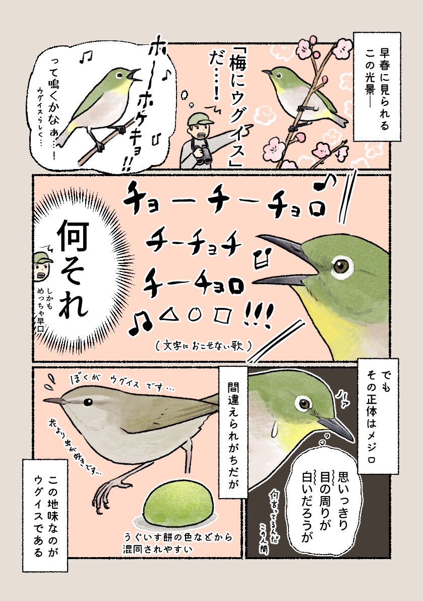 「意外と知らない鳥の生活 「うぐいす色だけど…」 梅にウグイスならぬ、梅にメジロです。」𝚙𝚒𝚛𝚘 𝚙𝚒𝚛𝚘 𝚙𝚒𝚌𝚌𝚘𝚕𝚘の漫画