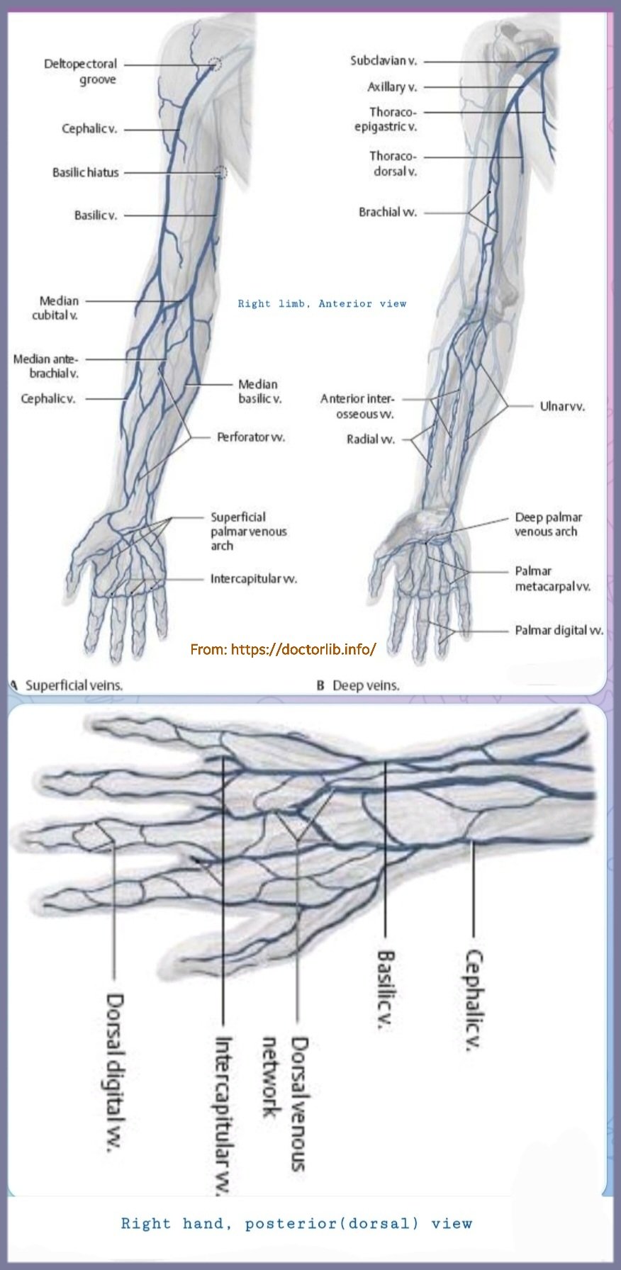 Antecubital Fossa Drawing