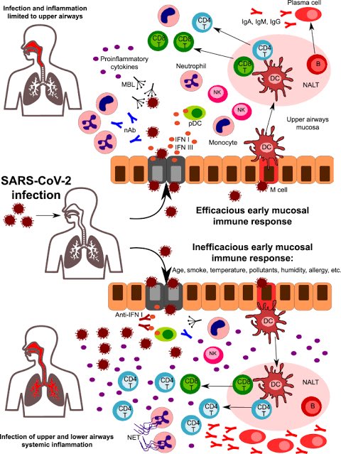 The epithelium of the nasal mucosa is the initial site of SARS-COV-2 ...