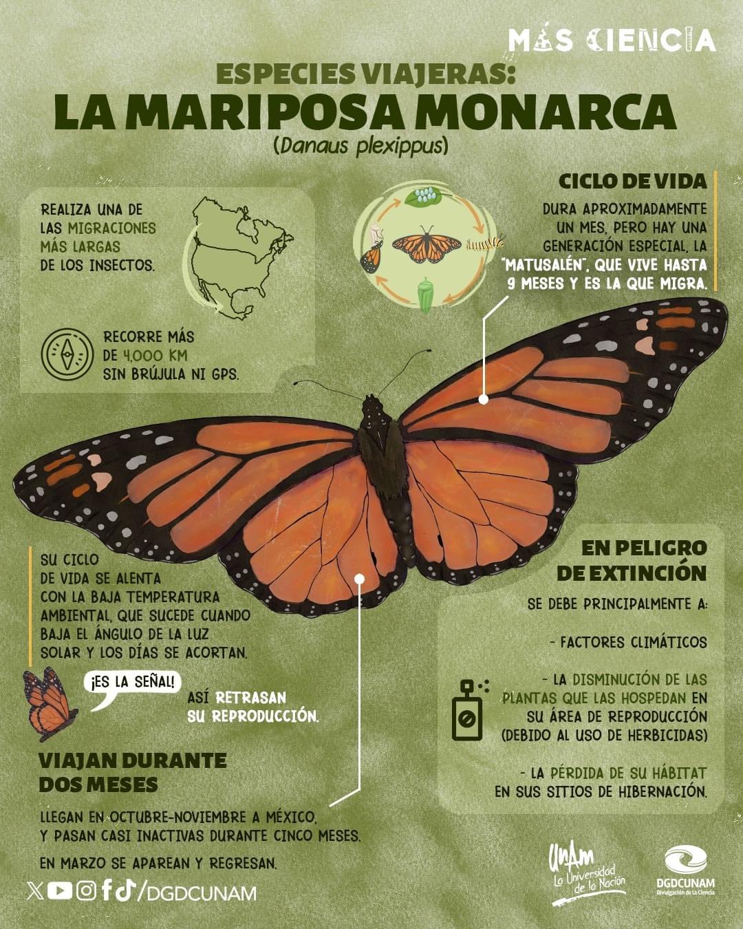 Ciclo De Vida De La Mariposa Monarca