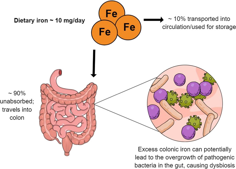 A hidden cause of your digestive pain, bloating, and gas. Adding this ...