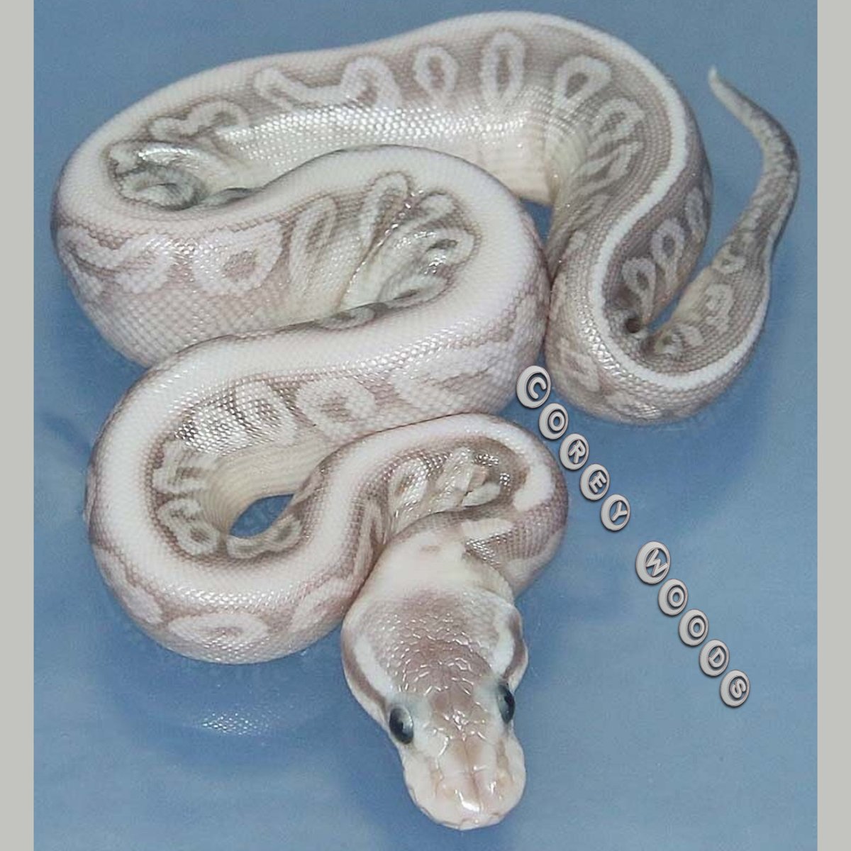 Silver Streak Ball Python
