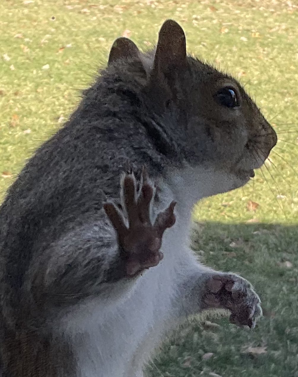 Talk To The Hand Animal