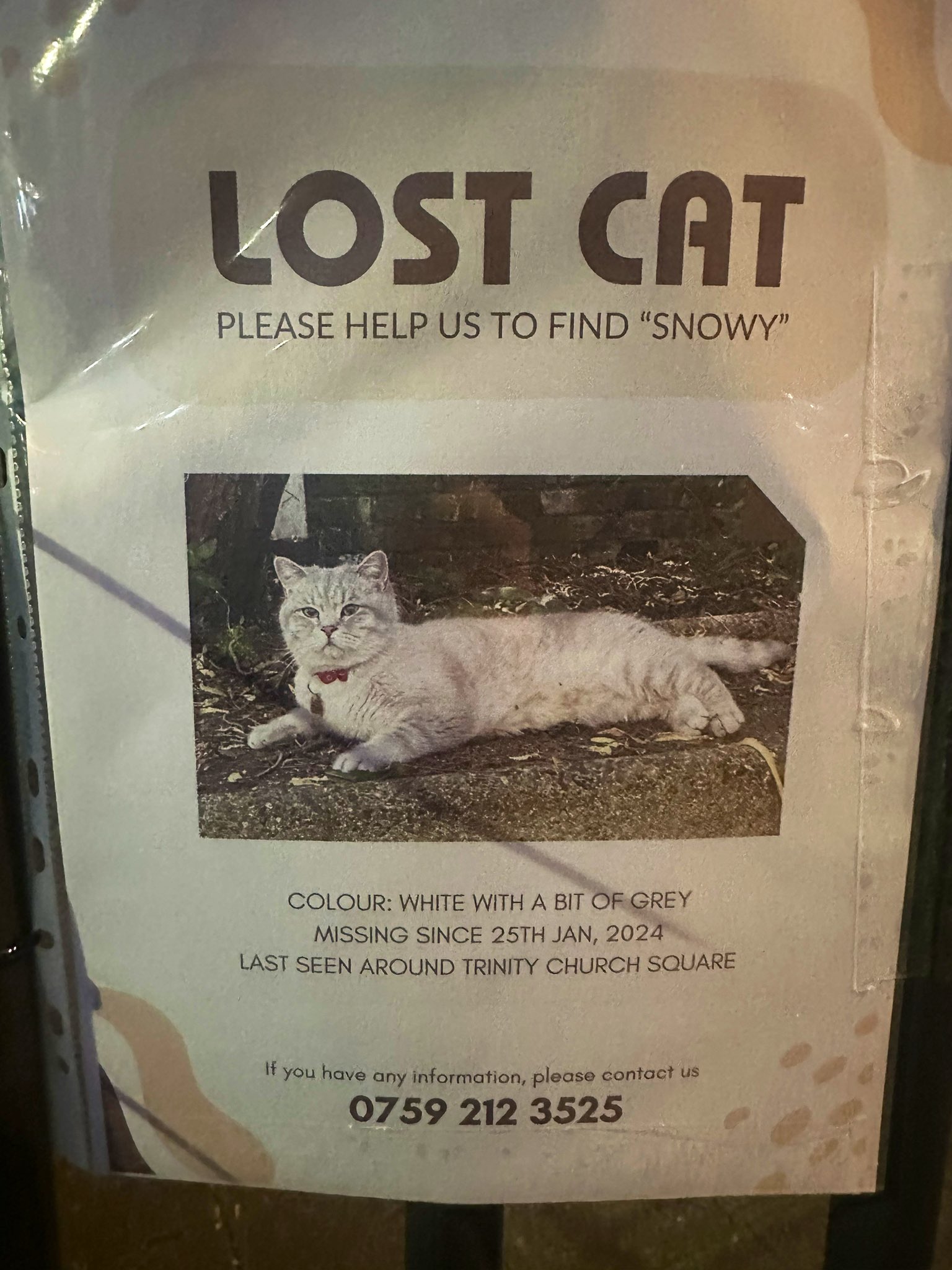 Missing Cat Sign