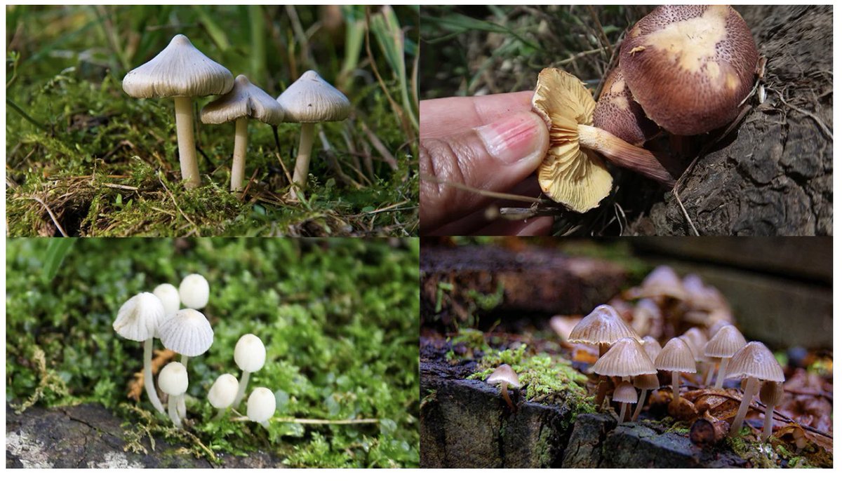 Thread by @valiisaa on Thread Reader App – Thread Reader App