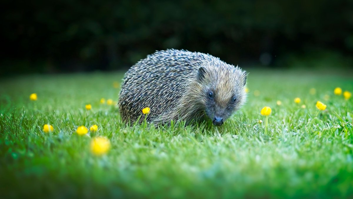 Brand new look – same BHPS - The British Hedgehog Preservation Society