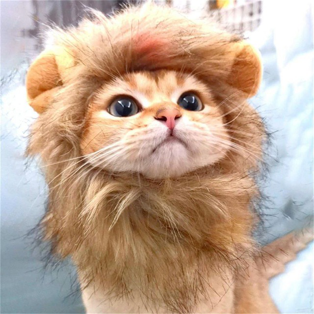 Lion Cat Memes