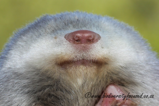 Thread by @Kairo_Anatomika on Thread Reader App – Thread Reader App