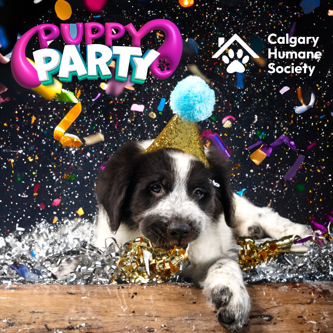 Calgary Humane Society Logo Furever Home Friday | 90.3 AMP Radio
