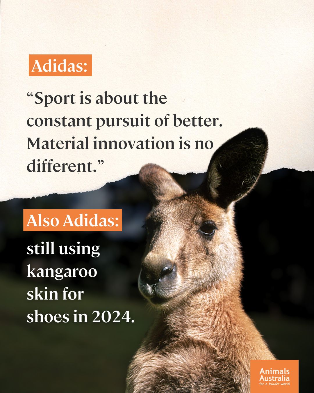 Animals Australia Quotes Animals Australia On X: "In The Eyes Of A