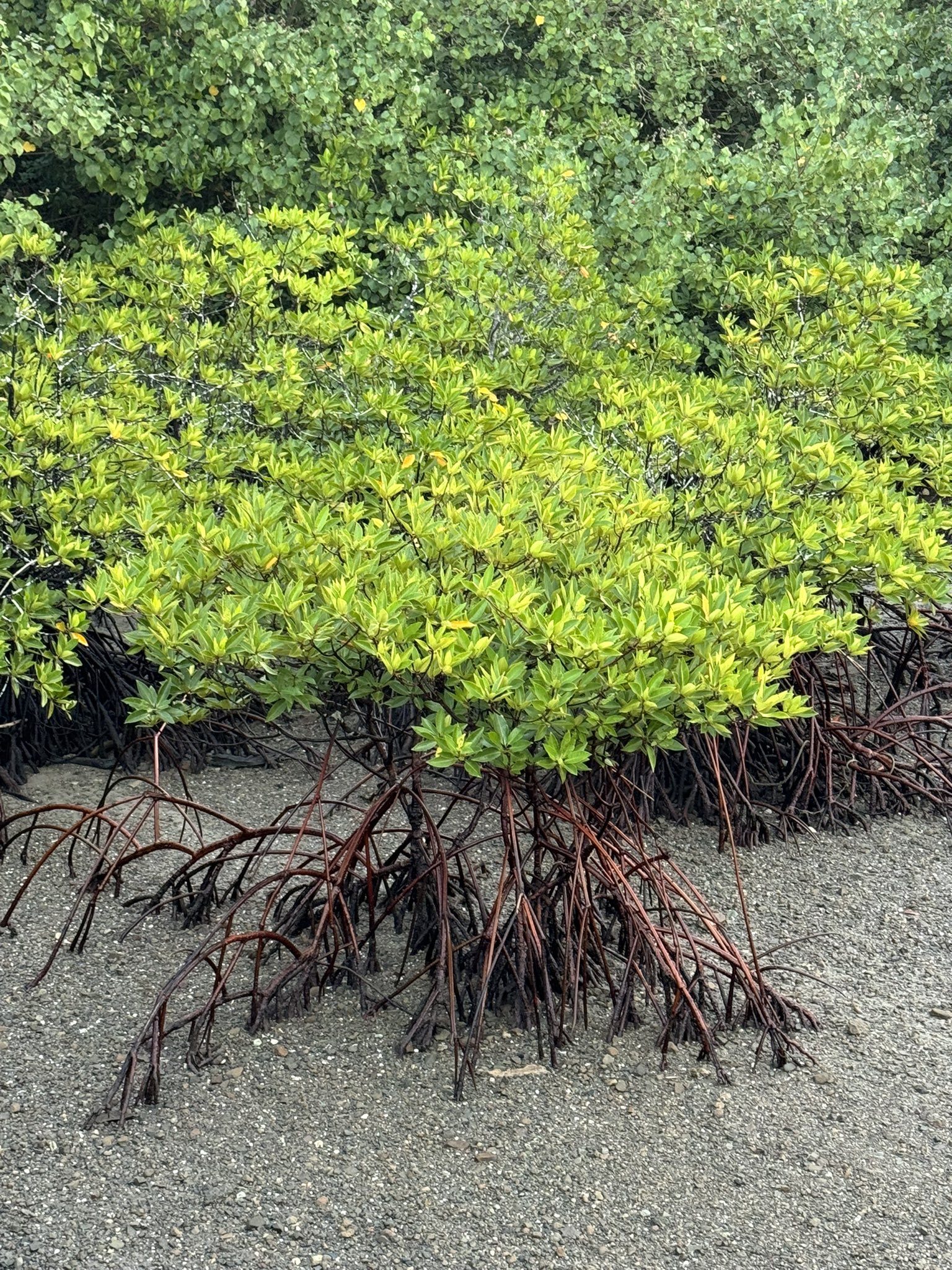 Mangrove Breathing Roots