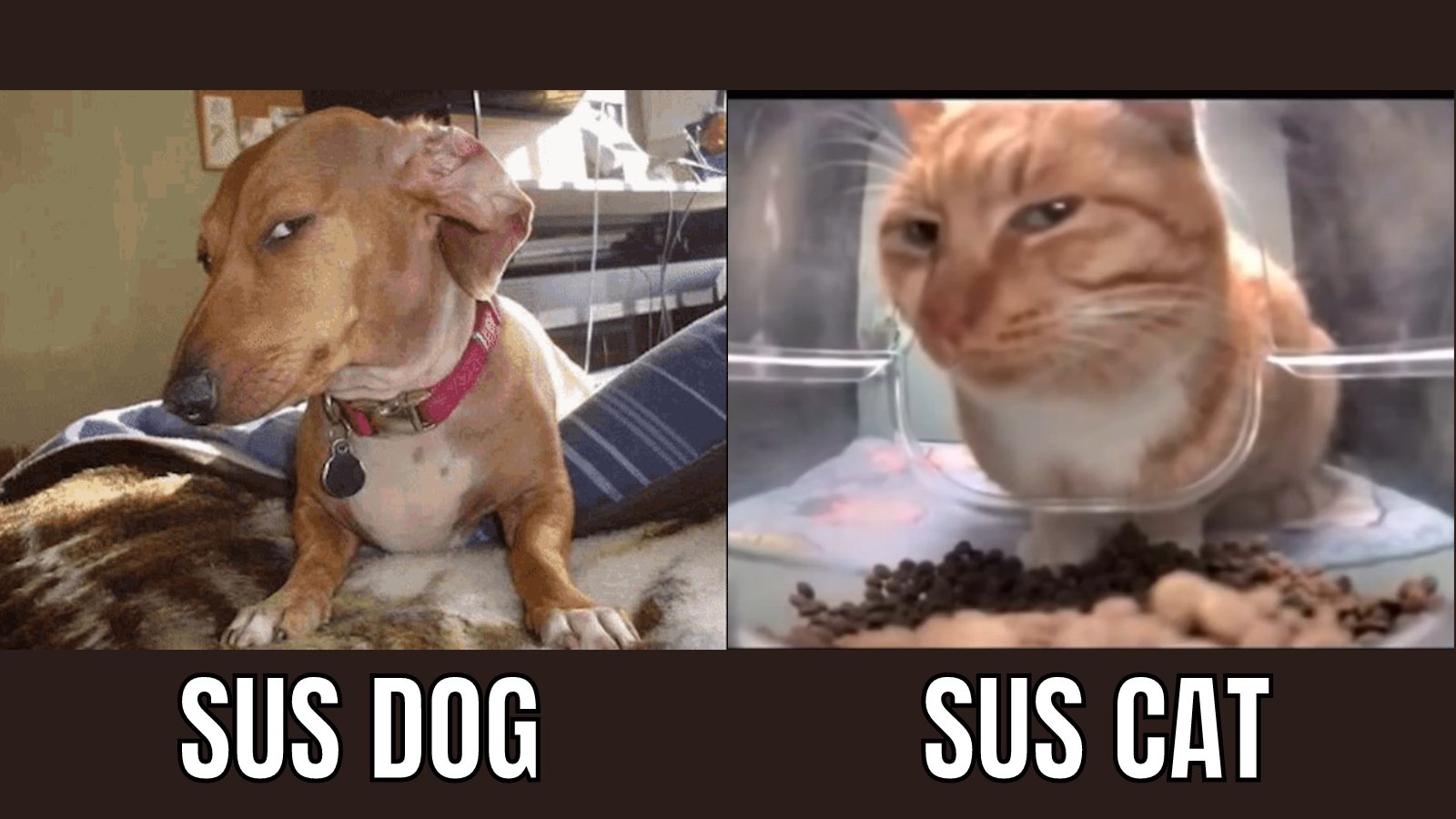Dog Cat Memes