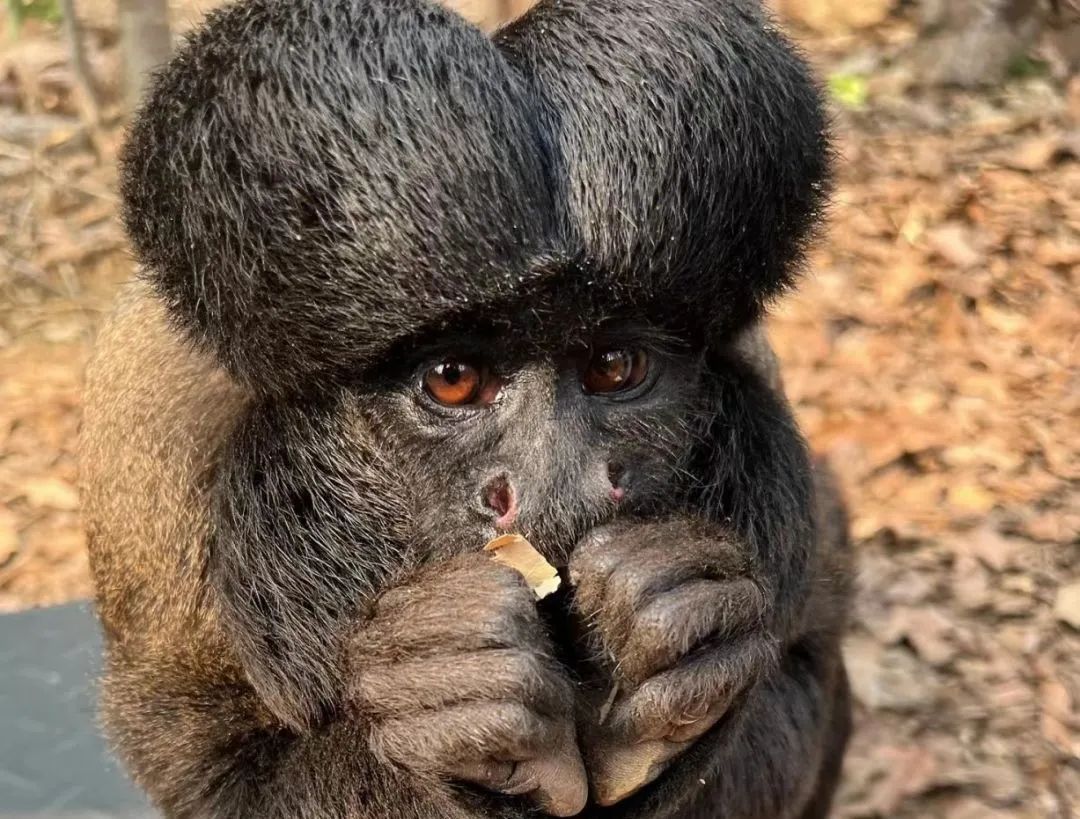 Ugly Black Monkeys Page 4 | Ugly Monkey Vectors & Illustrations For