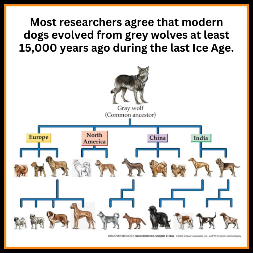 Artificial Selection Evolution Of Dogs