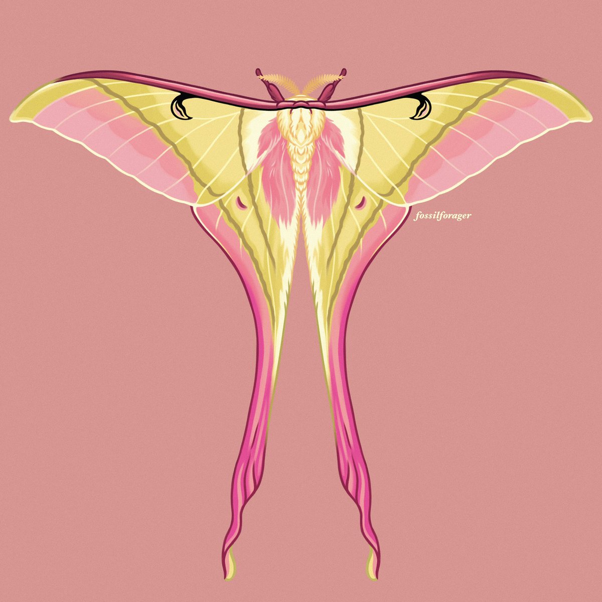 「Pink spirit moth, Actias rhodopneuma 」|Nicole 🌱のイラスト