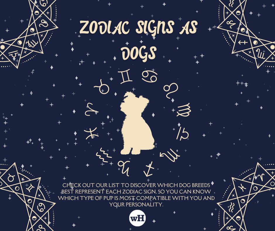 Dogs for each zodiac sign - Zodiacstock.com